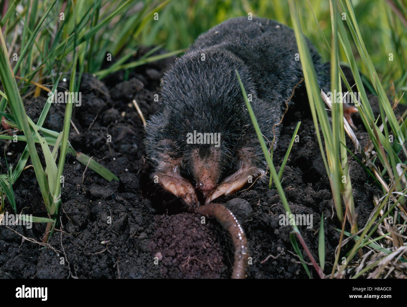 European Mole (Talpa europaea) eating earthworm Stock Photo - Alamy