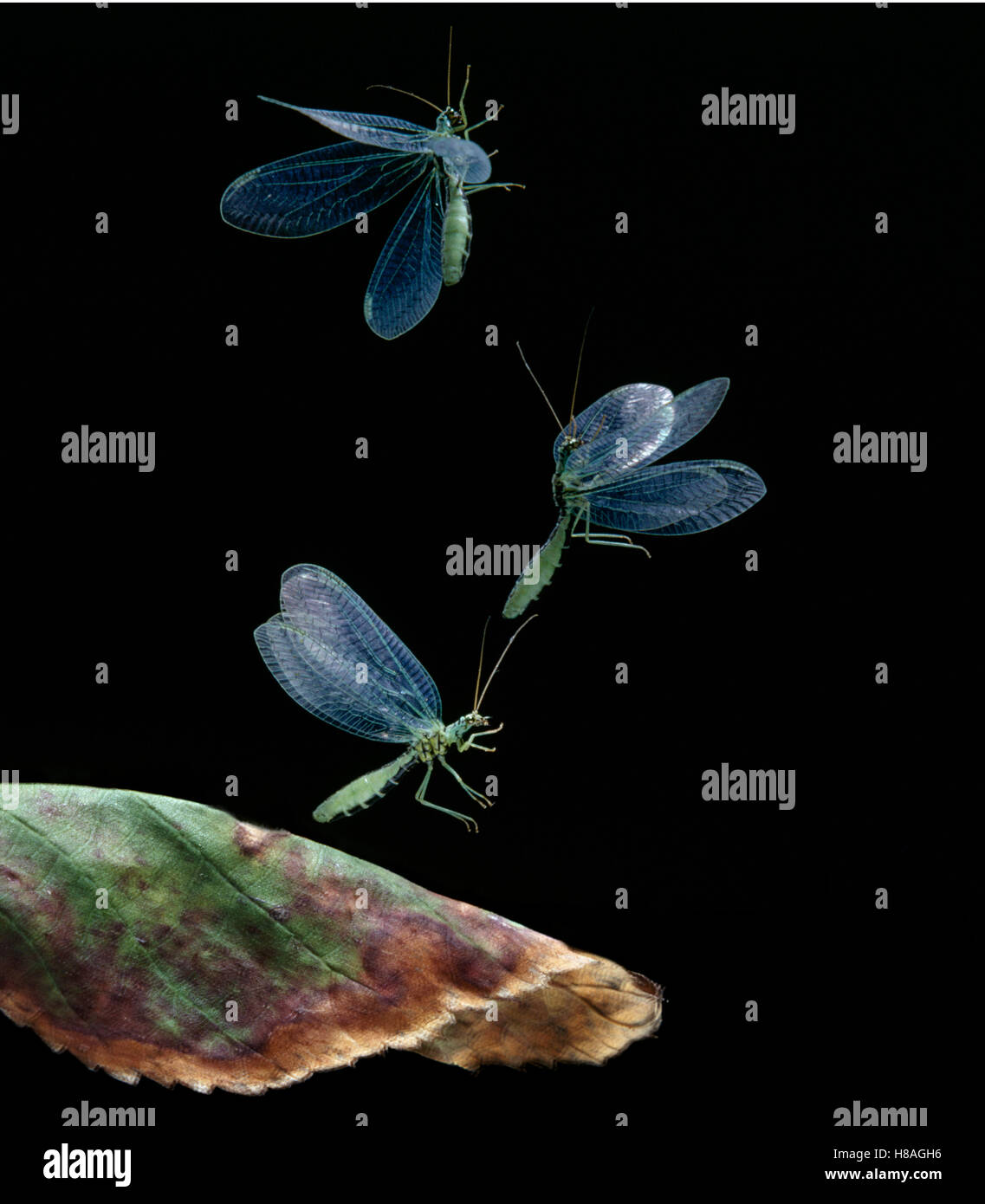 Green Lacewing (Chrysopa perla) flying Stock Photo - Alamy