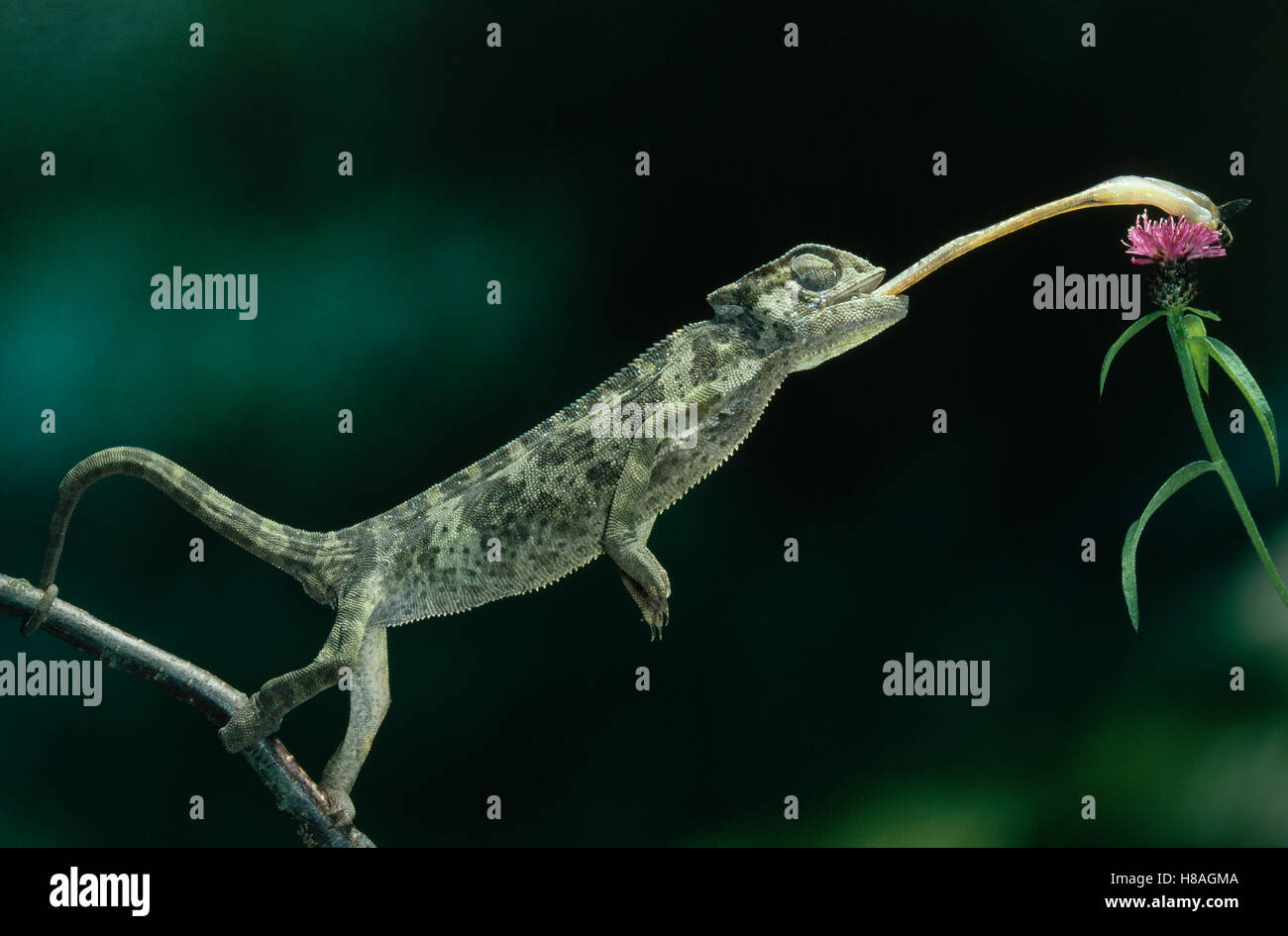 Mediterranean Chameleon (Chamaeleo chamaeleon) catching insect with ...