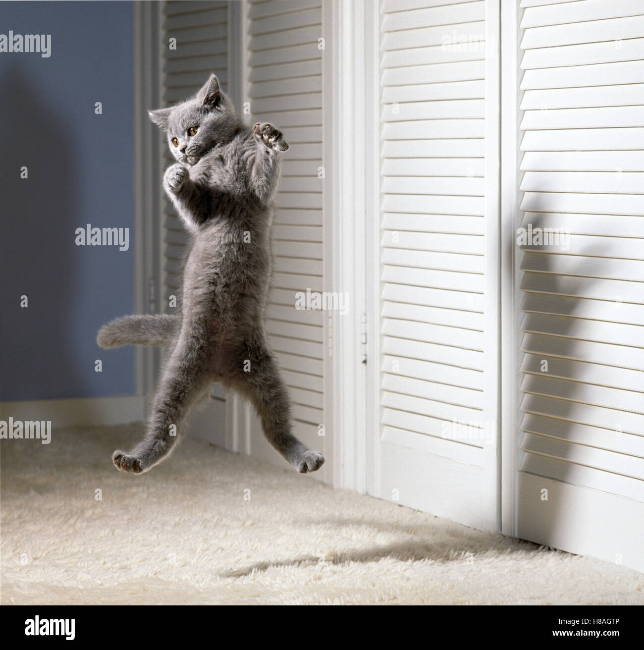 British Blue Cat (Felis catus) in mid-air Stock Photo - Alamy