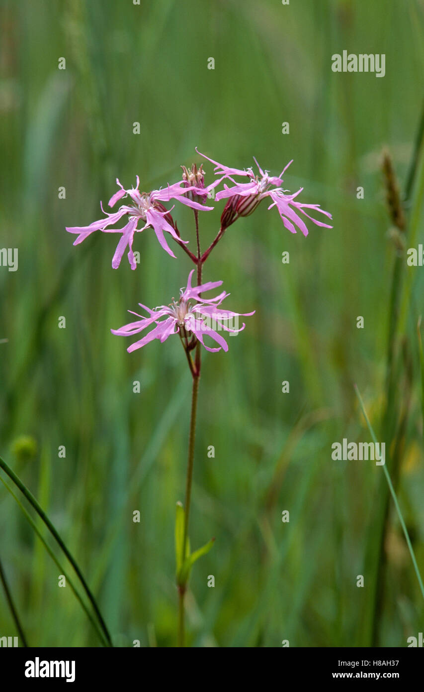 Ragged Robin (Lychnis flos-cuculi) blooming Stock Photo - Alamy