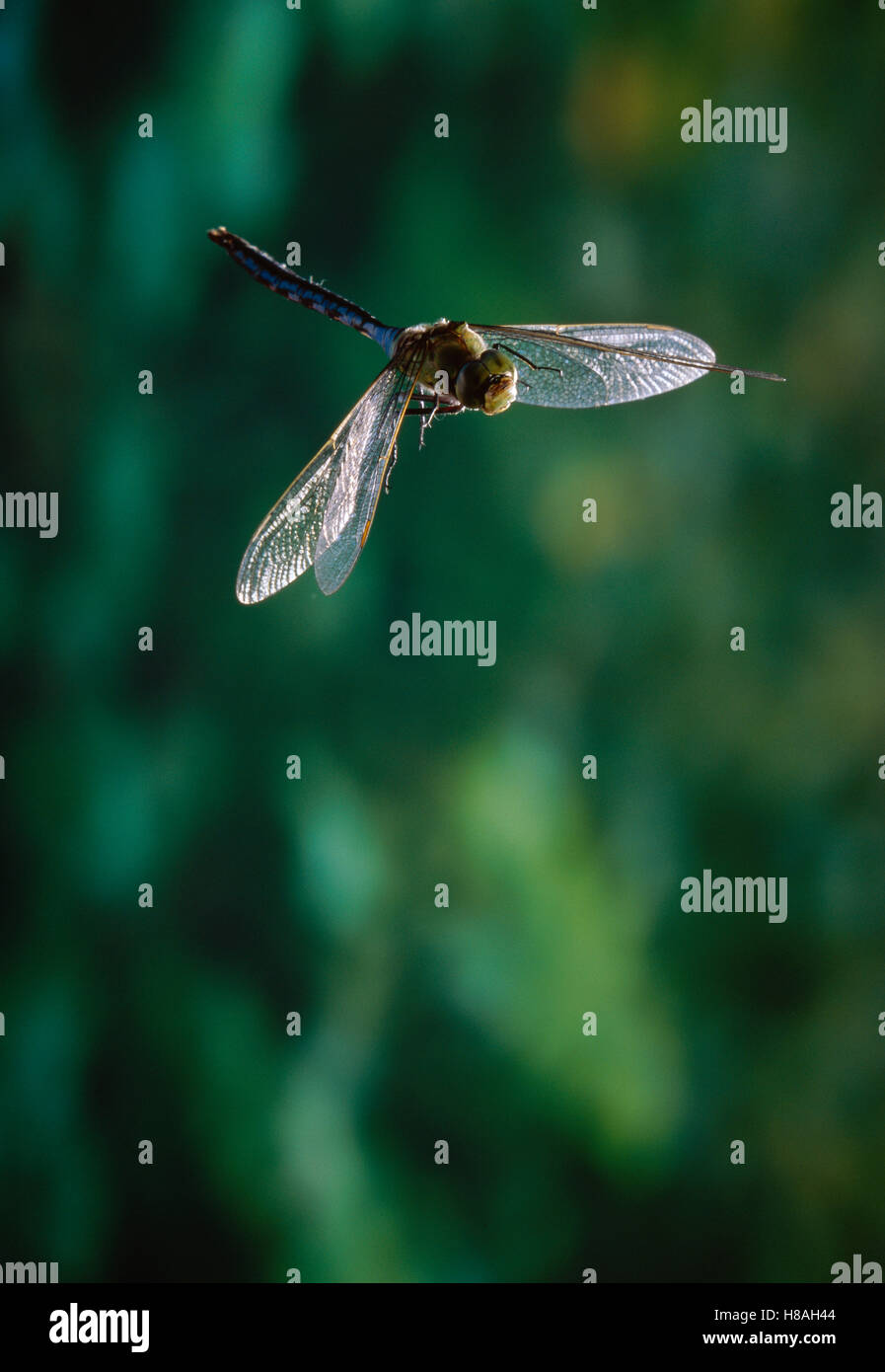 Emperor Dragonfly (Anax imperator) flying Stock Photo - Alamy