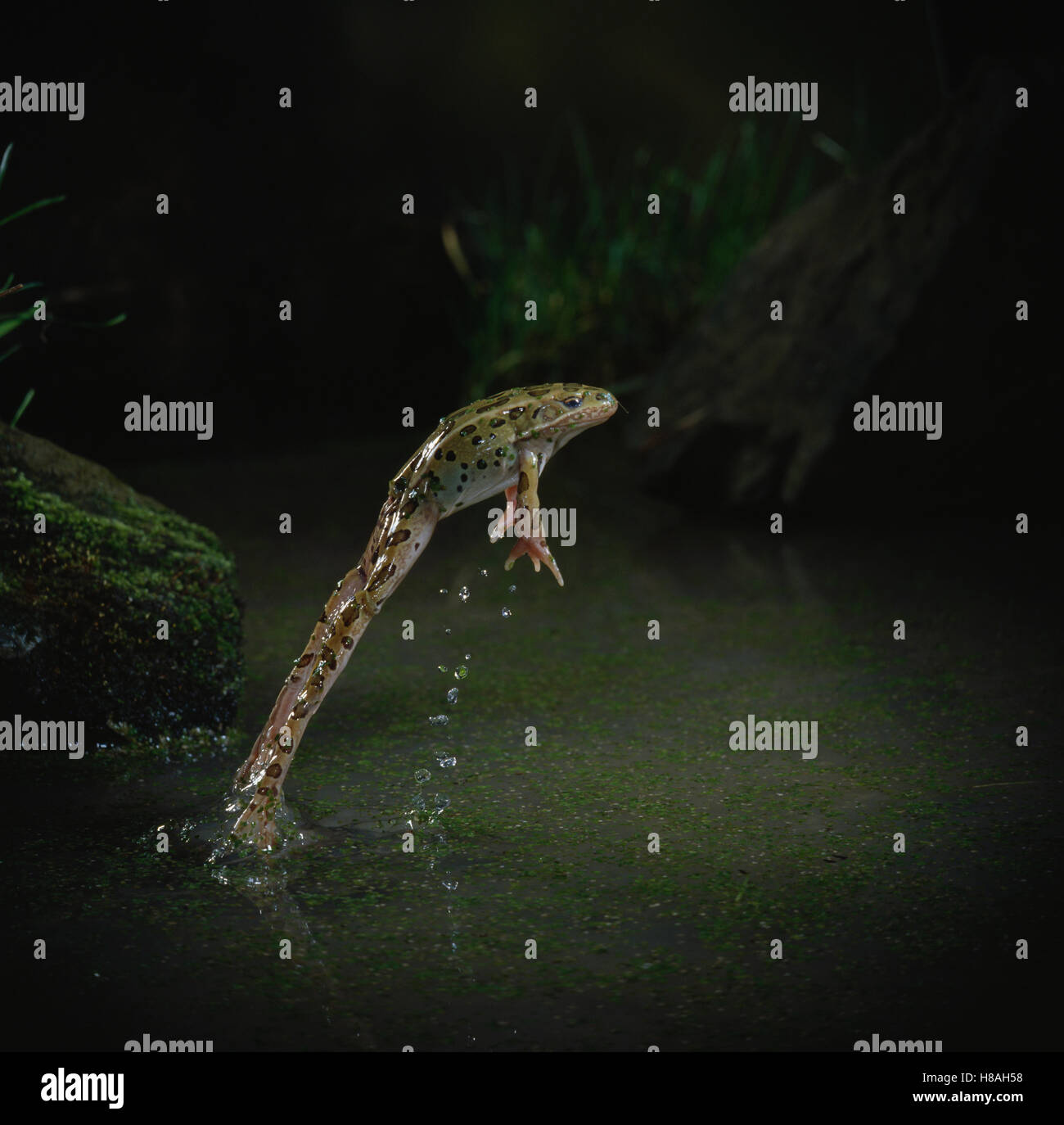 Northern Leopard Frog (Rana pipiens) leaping Stock Photo - Alamy