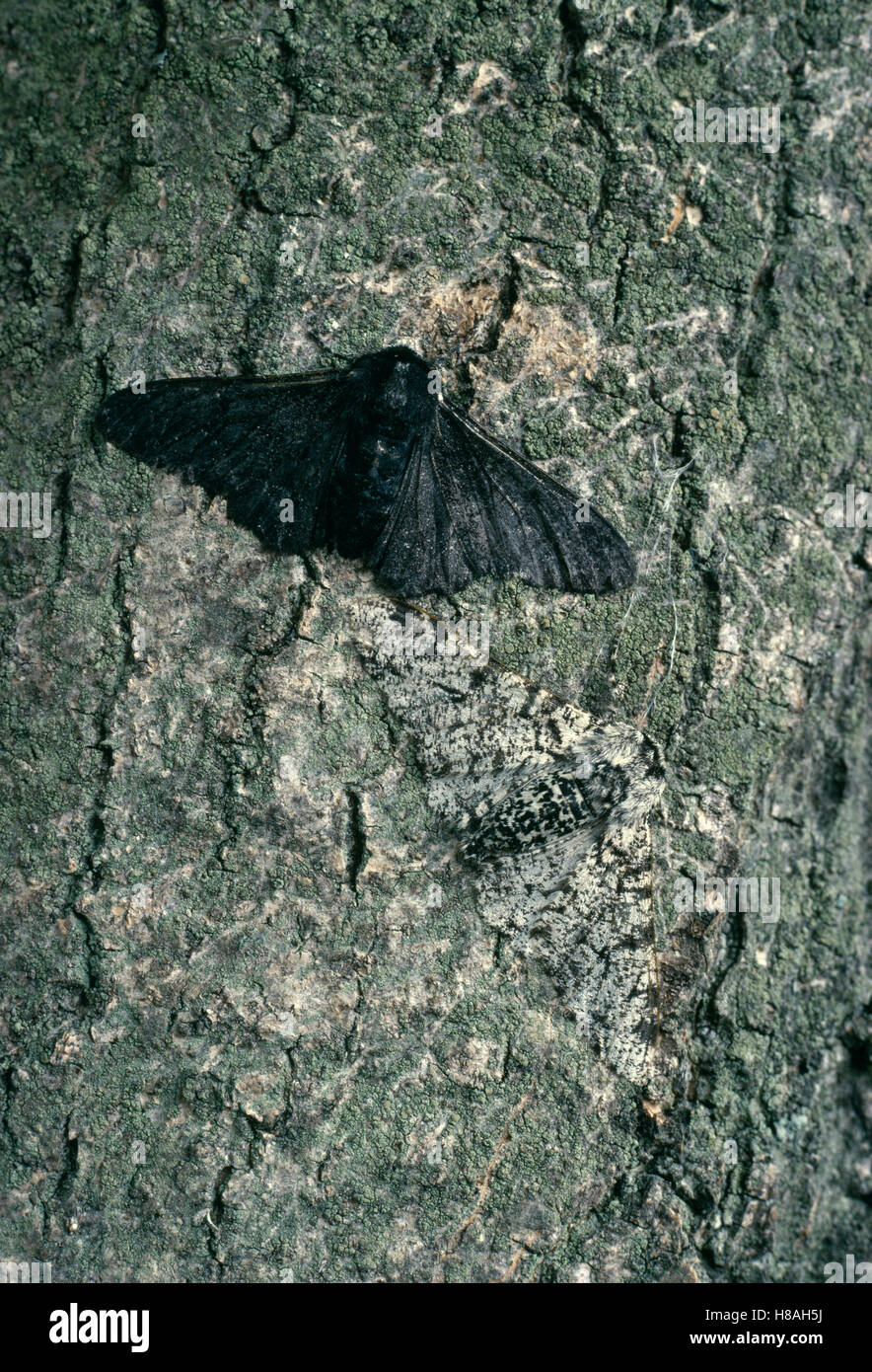 Peppered Moth (Biston betularia) normal white color and melanistic form ...