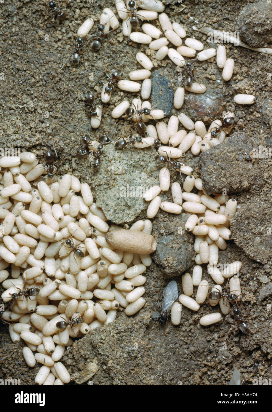 Black Garden Ant (Lasius niger) workers with pupae Stock Photo - Alamy