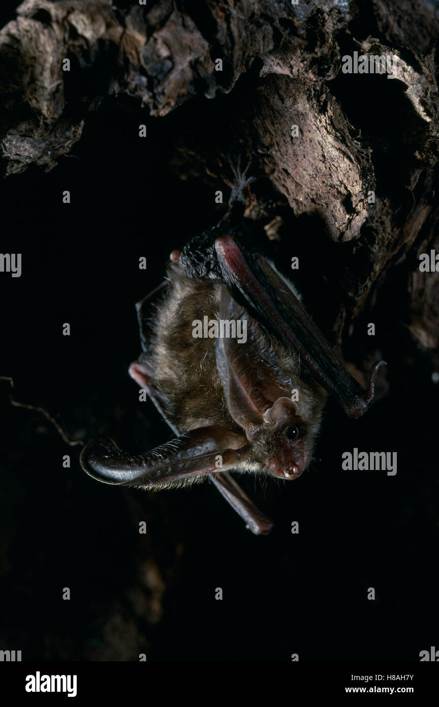 Brown Long-eared Bat (Plecotus auritus) hanging upside down Stock Photo ...