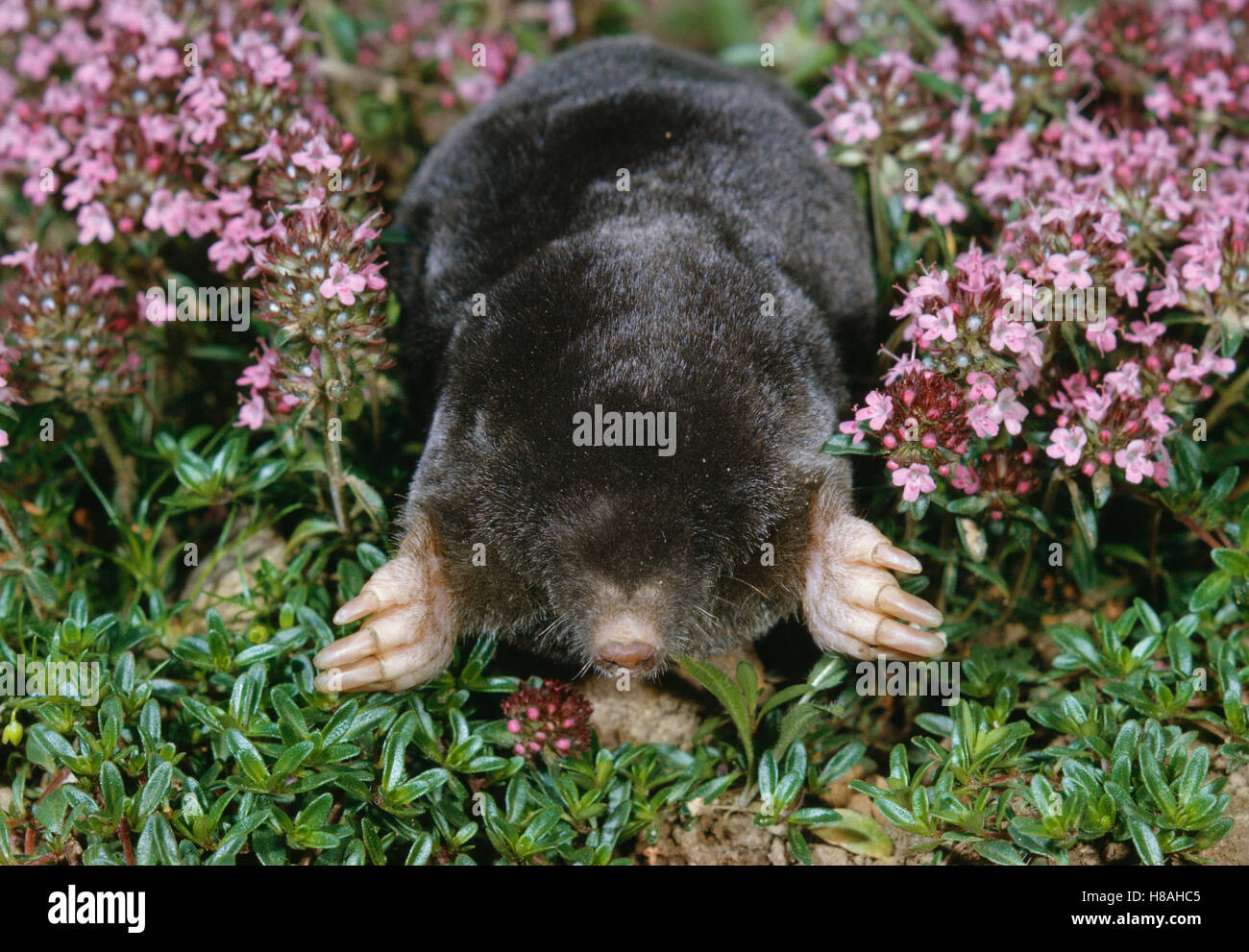 European Mole (Talpa europaea) having just emerged Stock Photo - Alamy