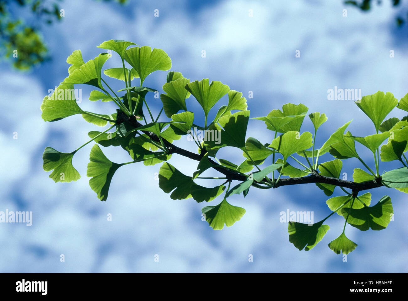 Ginkgo (Ginkgo biloba) branch in leaf widely cultivated though rare in ...