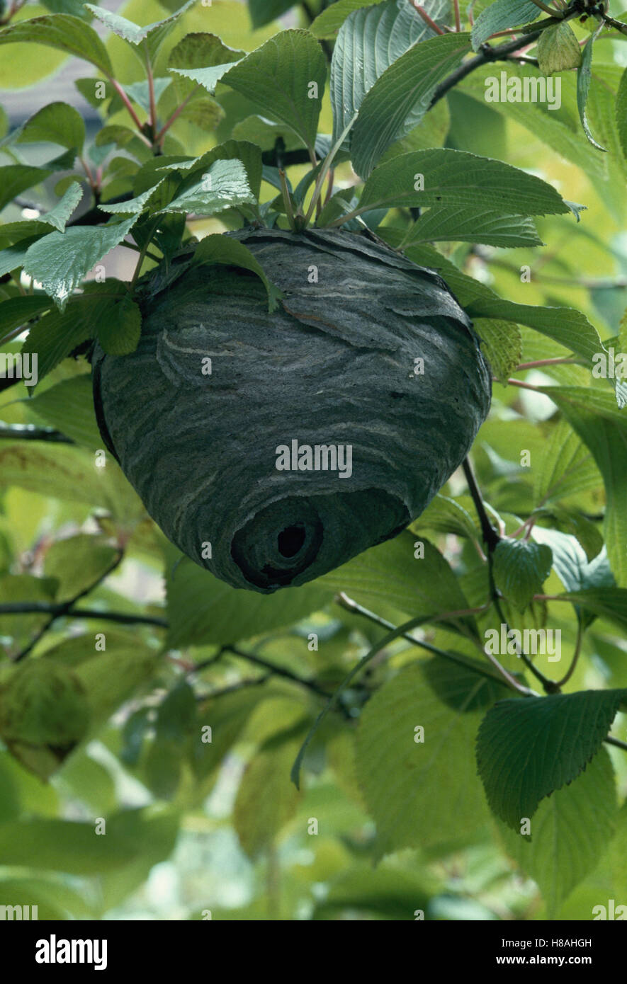 Tree Wasp (Vespa sylvestris) nest beneath foliage Stock Photo - Alamy
