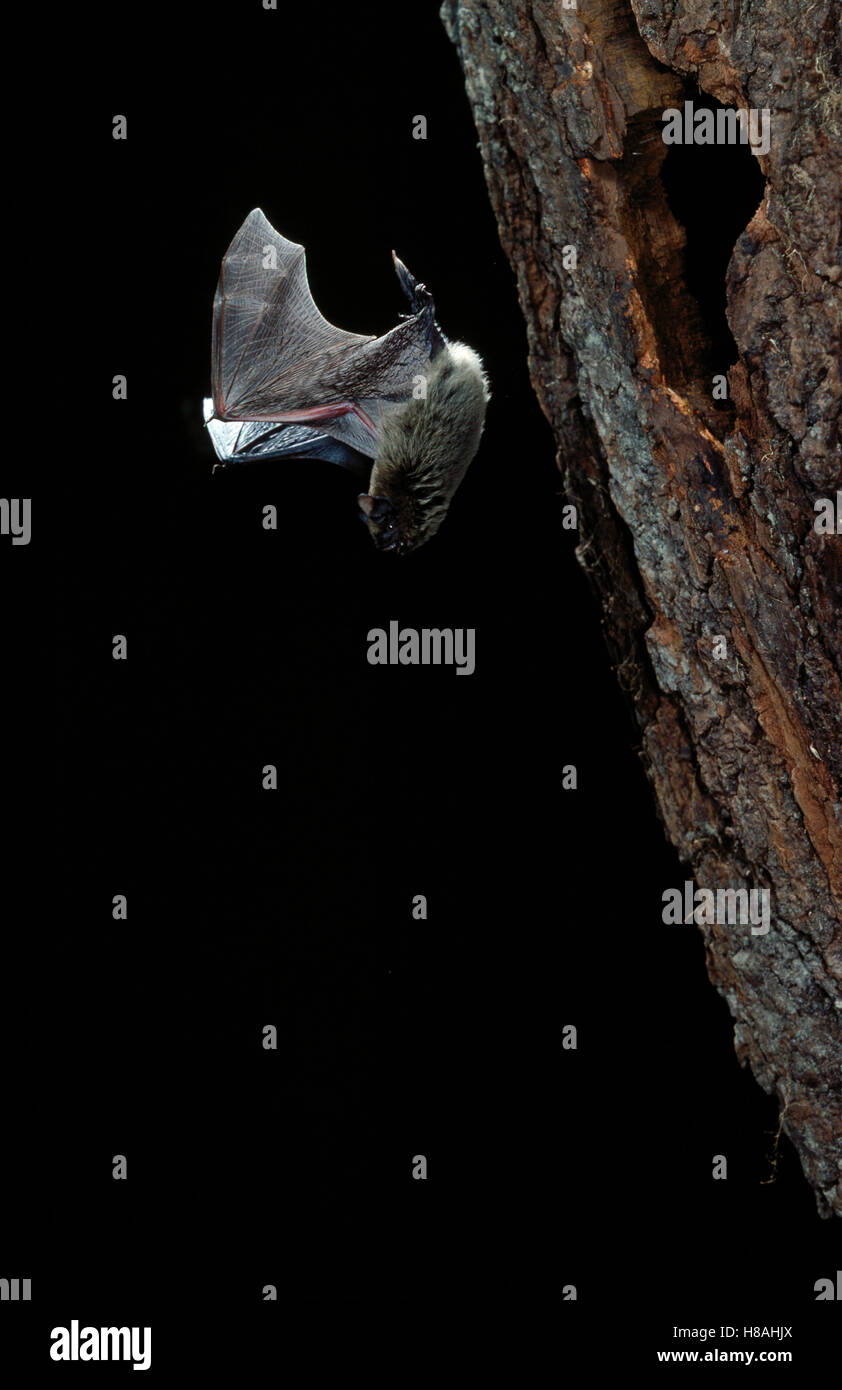 Common Pipistrelle (Pipistrellus pipistrellus) flying from hollow tree ...