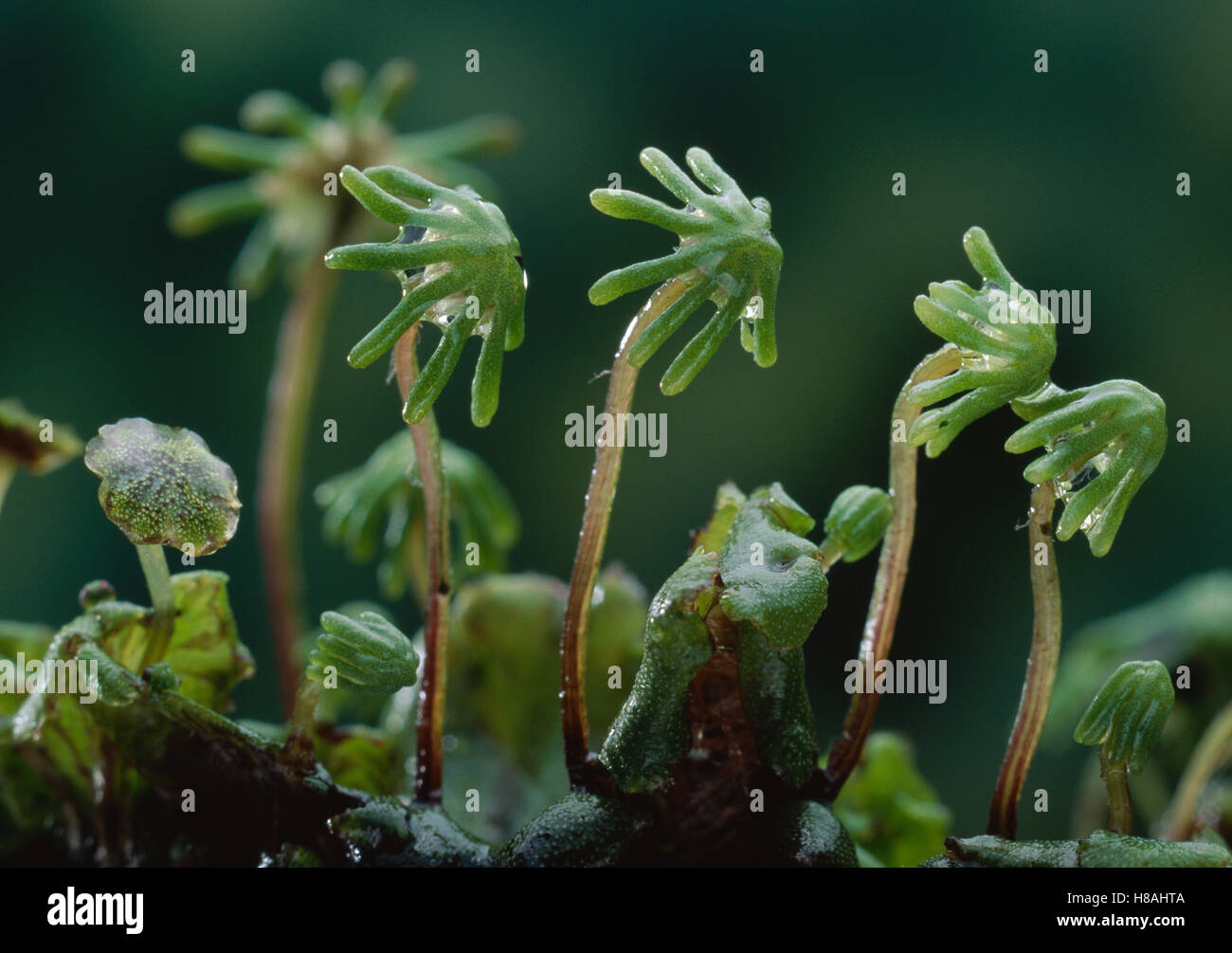 Liverwort (Marchantia polymorpha) male and female gametophytes ...