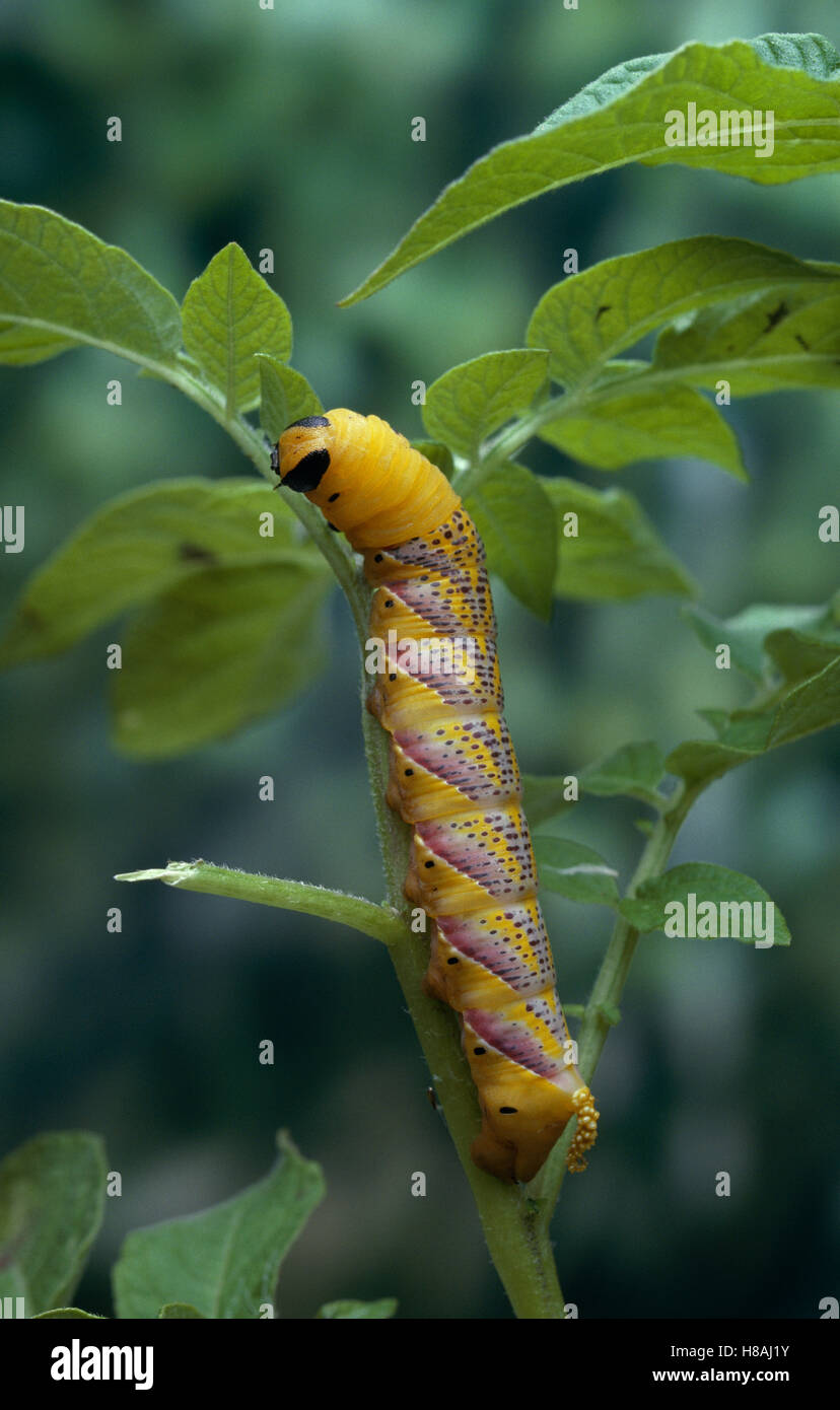 Death's Head Hawk Moth (Acherontia atropos) larva Stock Photo - Alamy