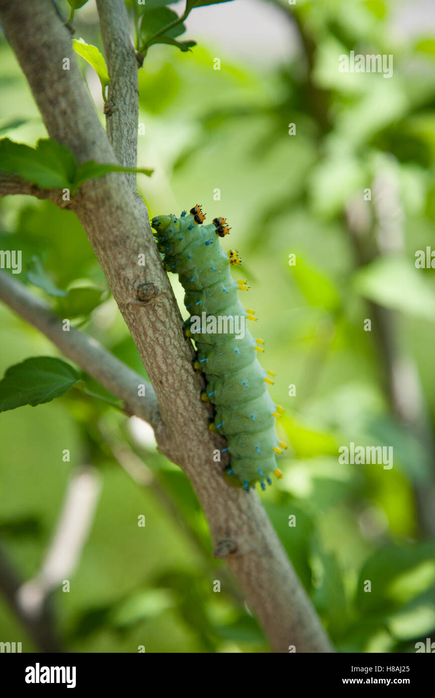 Cecropia caterpillar climbing tree branch Stock Photo - Alamy