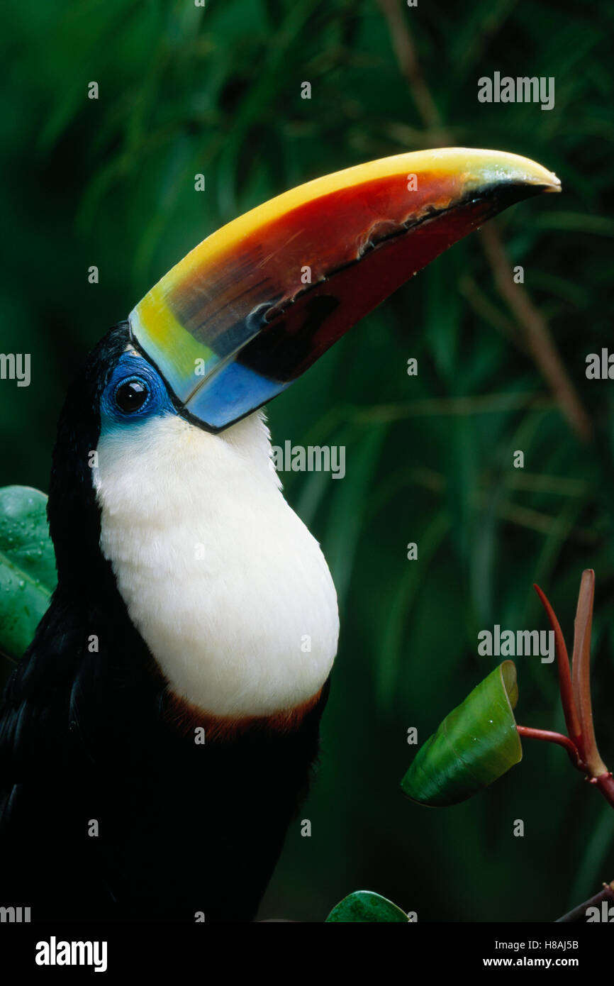 Red-billed Toucan (Ramphastos tucanus) showing colorful beak Stock ...