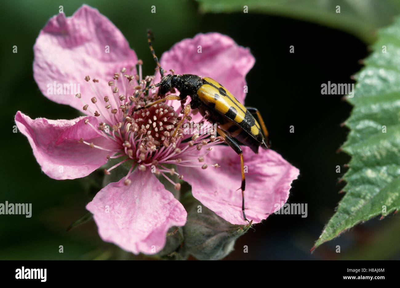 Spotted Longhorn Beetle (Strangalia maculata) on flower Stock Photo - Alamy
