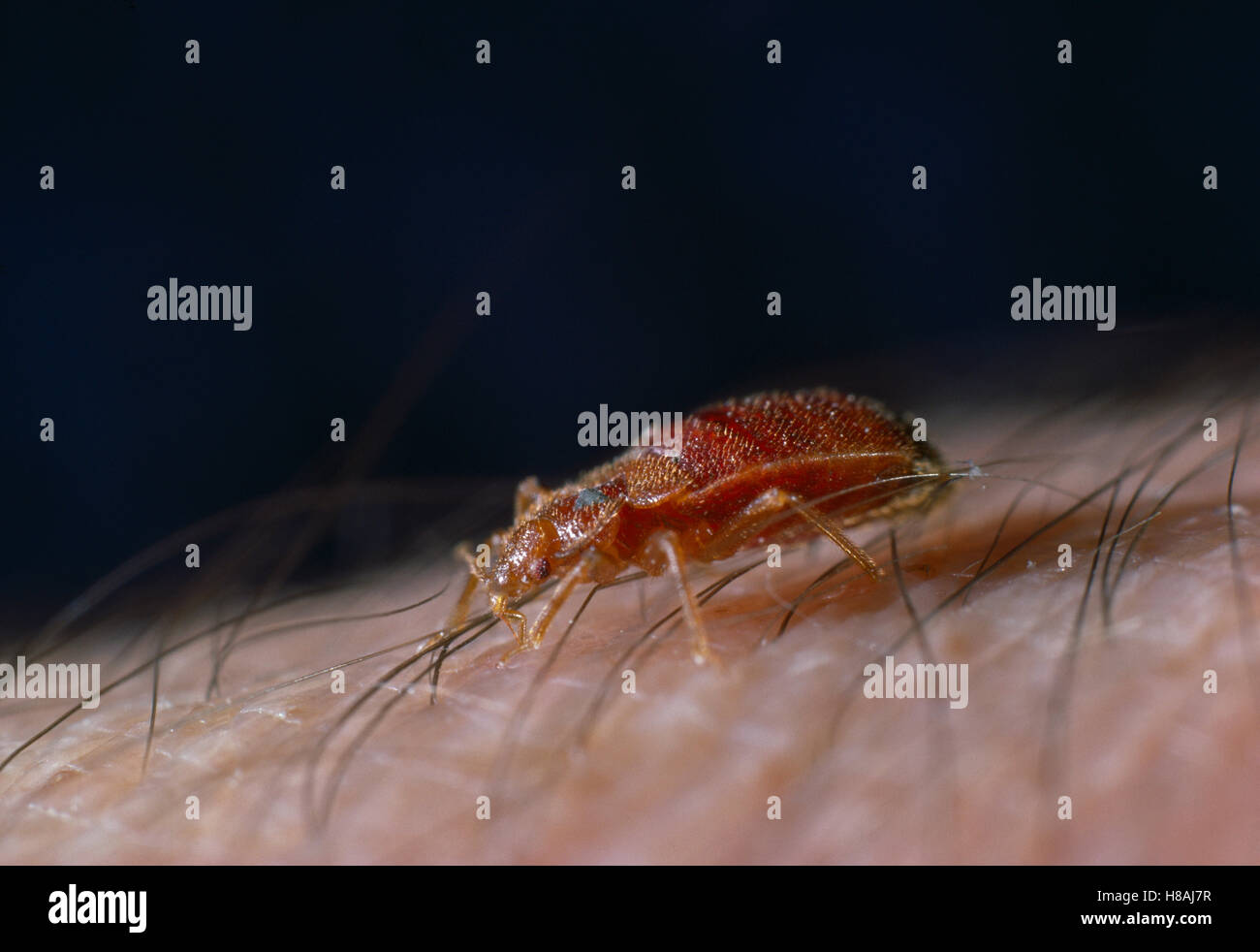 Bed Bug (Cimex lectularius) on human skin, bloodsucking nocturnal ...