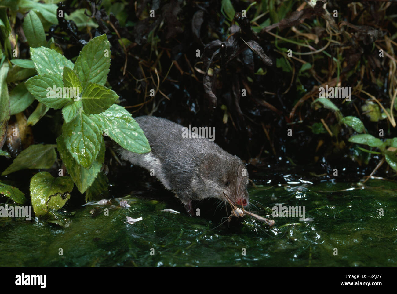 Eurasian Water Shrew (Neomys fodiens) eating crane fly Stock Photo - Alamy