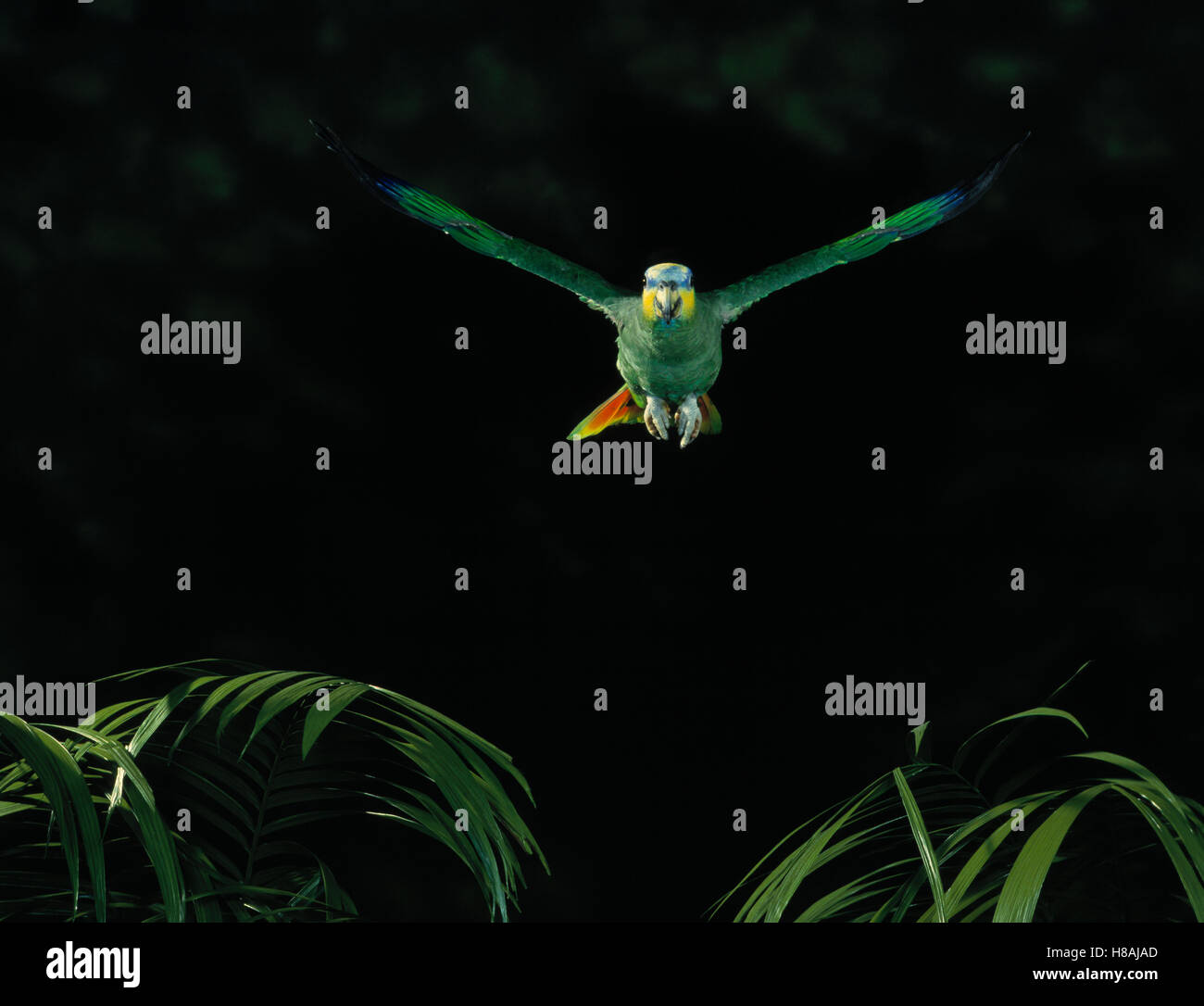 Orange-winged Parrot (Amazona amazonica) flying Stock Photo - Alamy