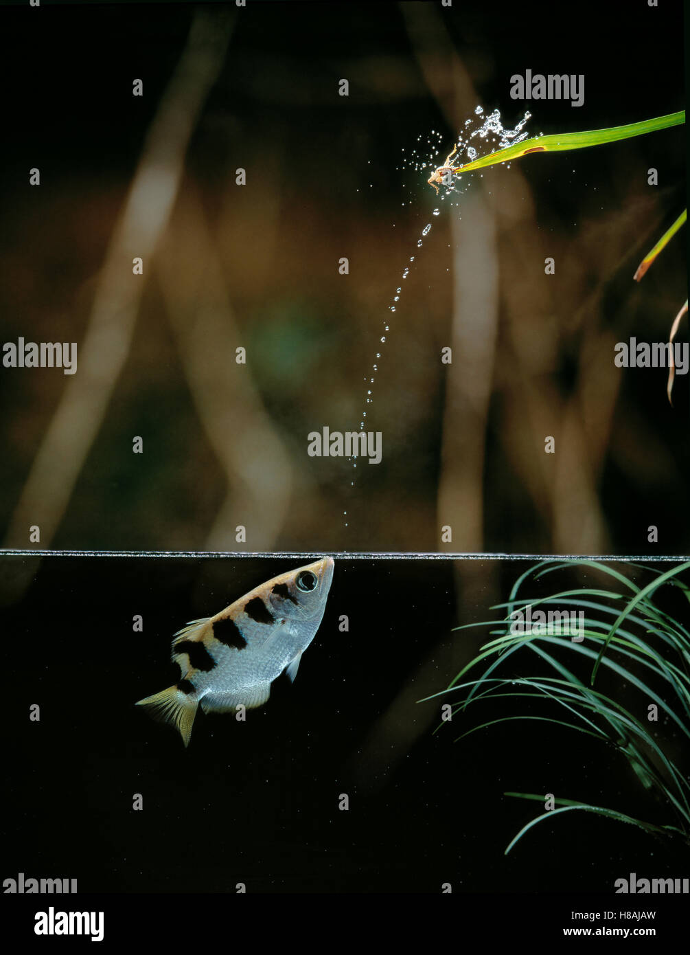 Archerfish (Toxotes sp) shooting jet of water from mouth to bring down ...
