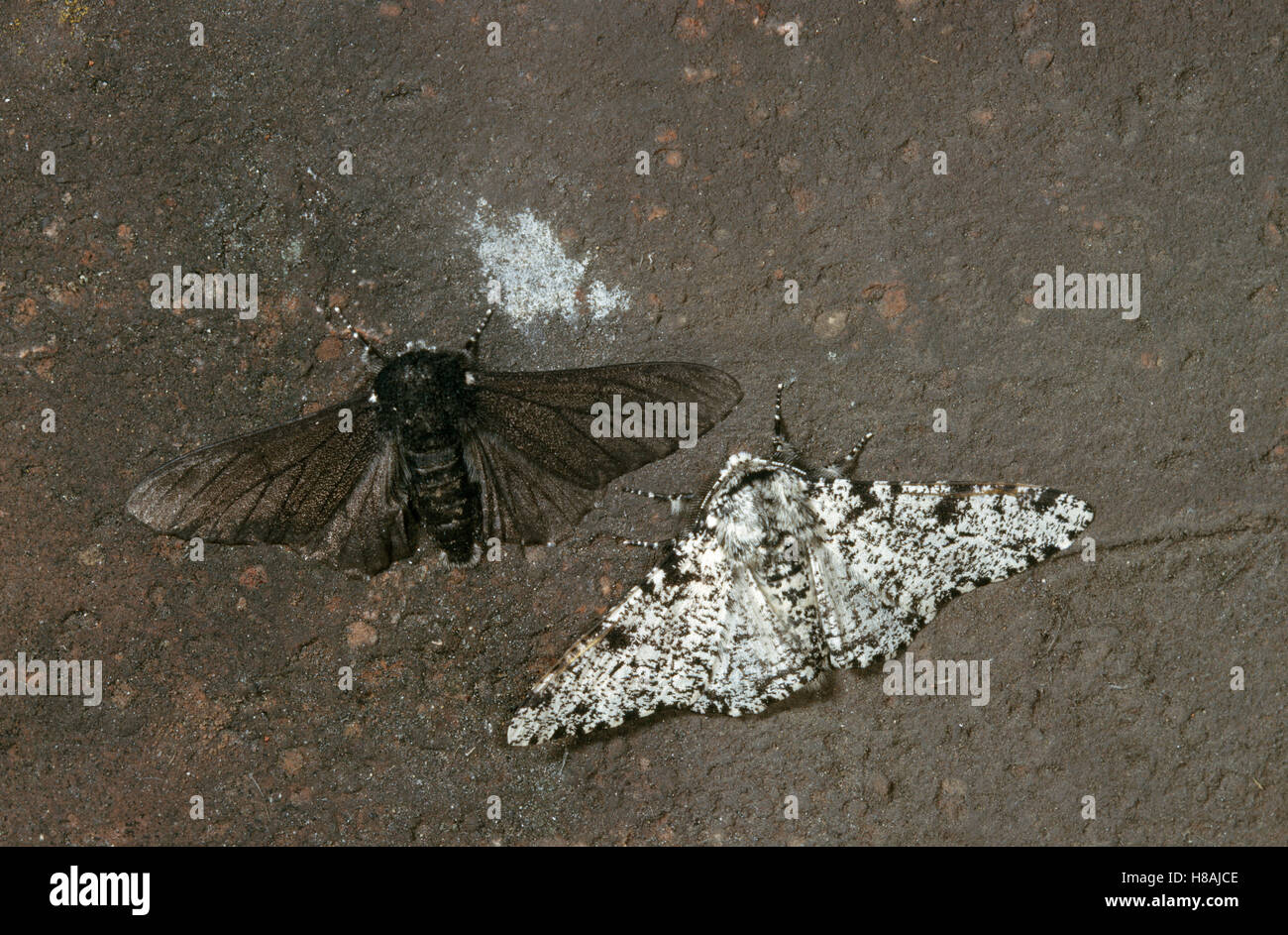 Peppered Moth (Biston betularia) normal white color and melanistic form ...
