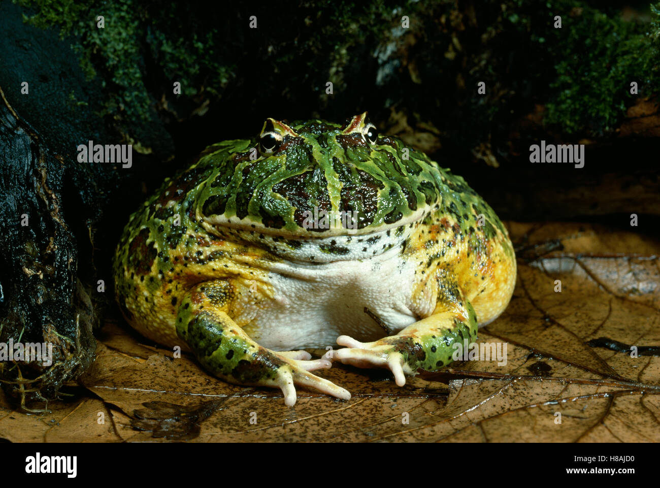 Ornate Horned Frog (Ceratophrys ornata) is one of several species of ...
