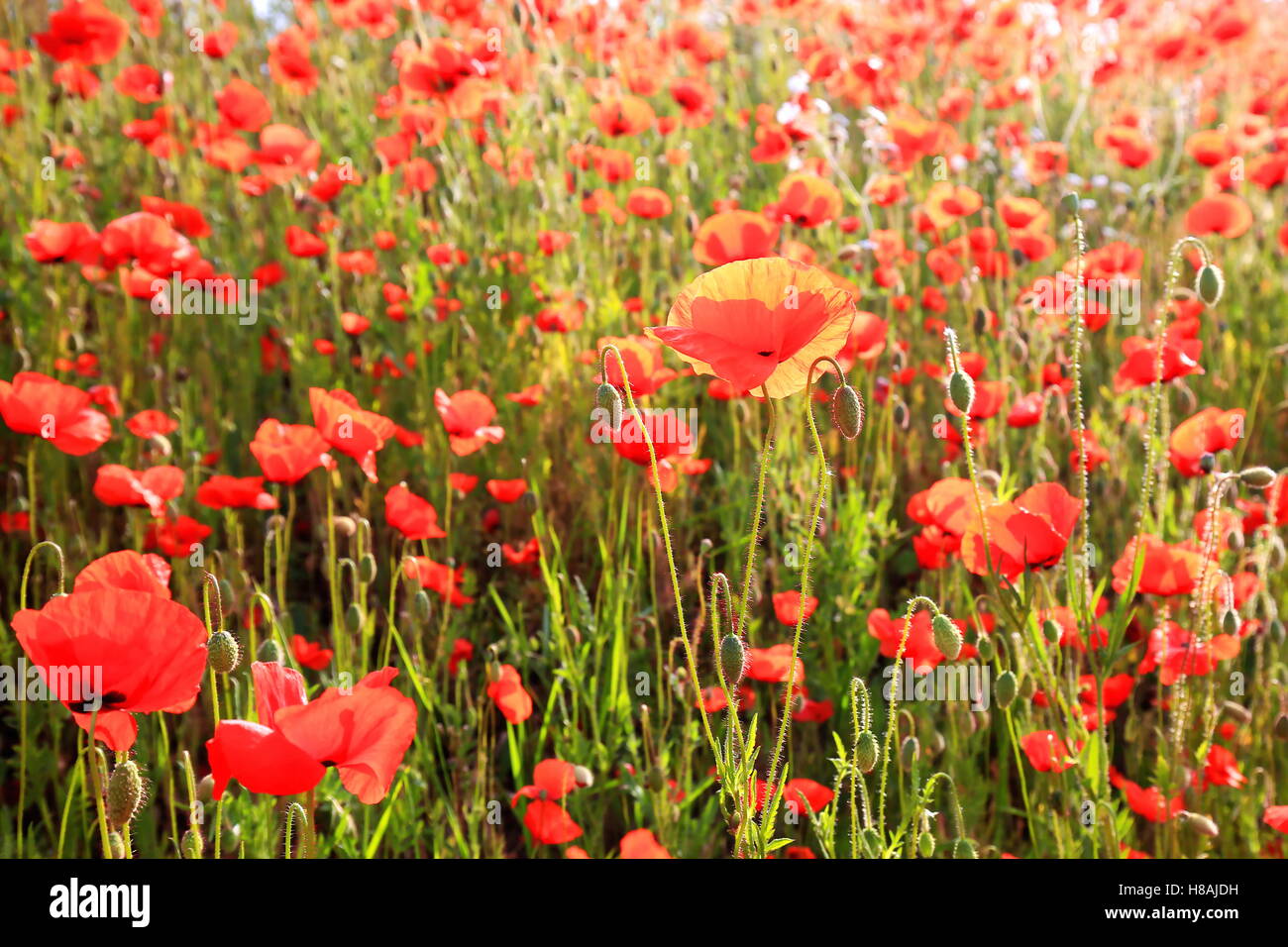 Blumenwiese wiesenblumen wildblumen wiese blumen hi-res stock ...