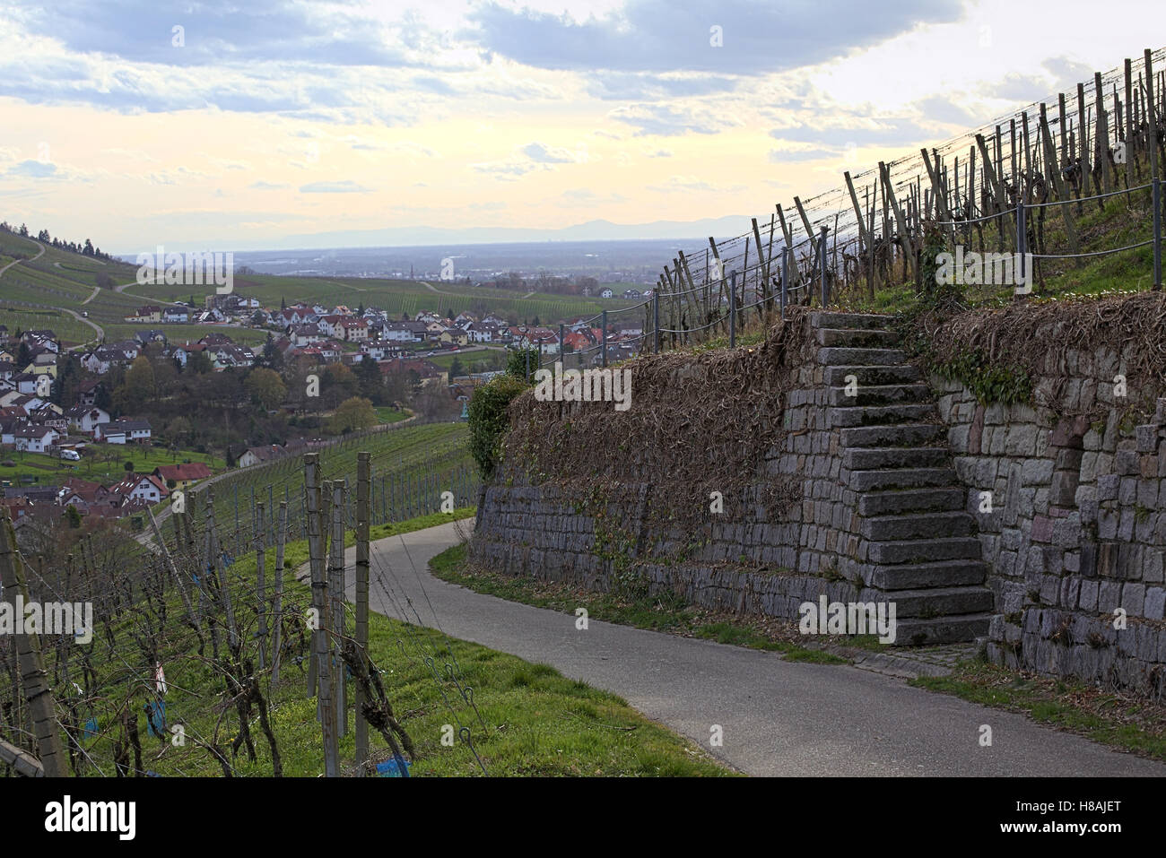 Road with terrace and steps on a vineyard in Baden-Wurttemberg, Germany ...