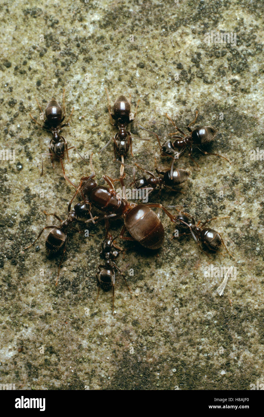 Black Garden Ant (Lasius niger) workers and queen Stock Photo - Alamy