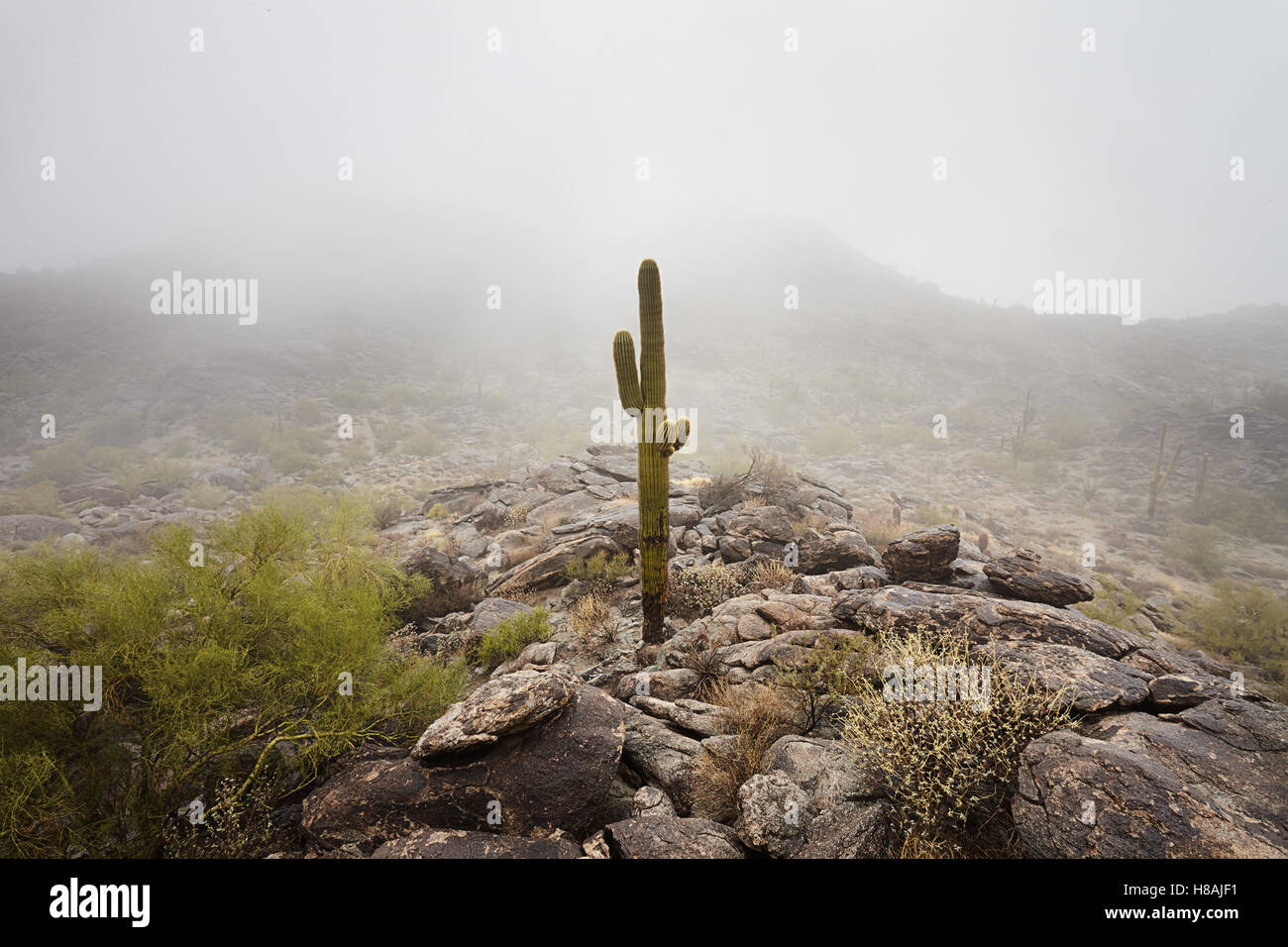 Saguaro and storm hi-res stock photography and images - Alamy