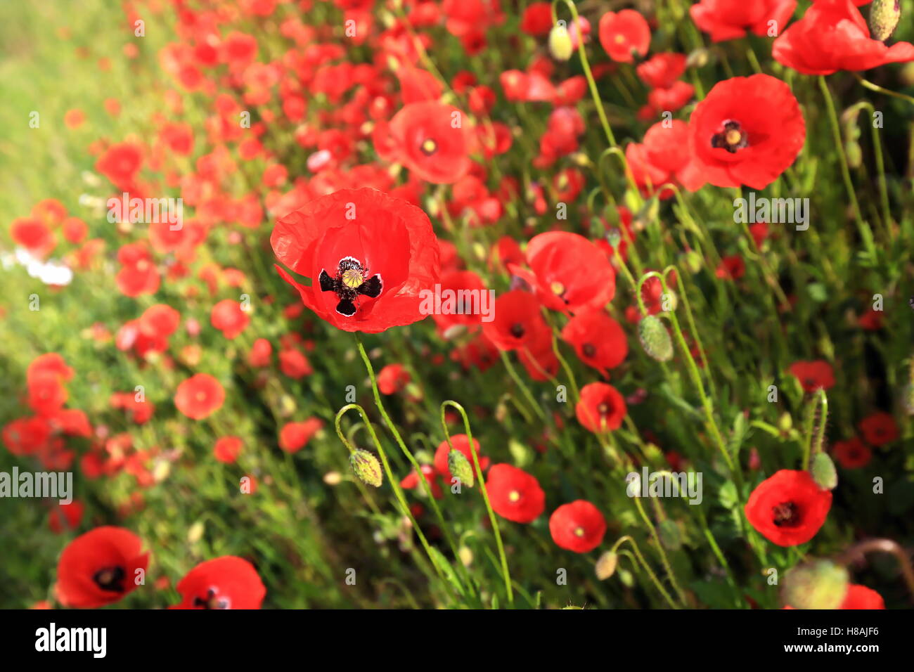 Blumenwiese wiesenblumen wildblumen hi-res stock photography and images ...