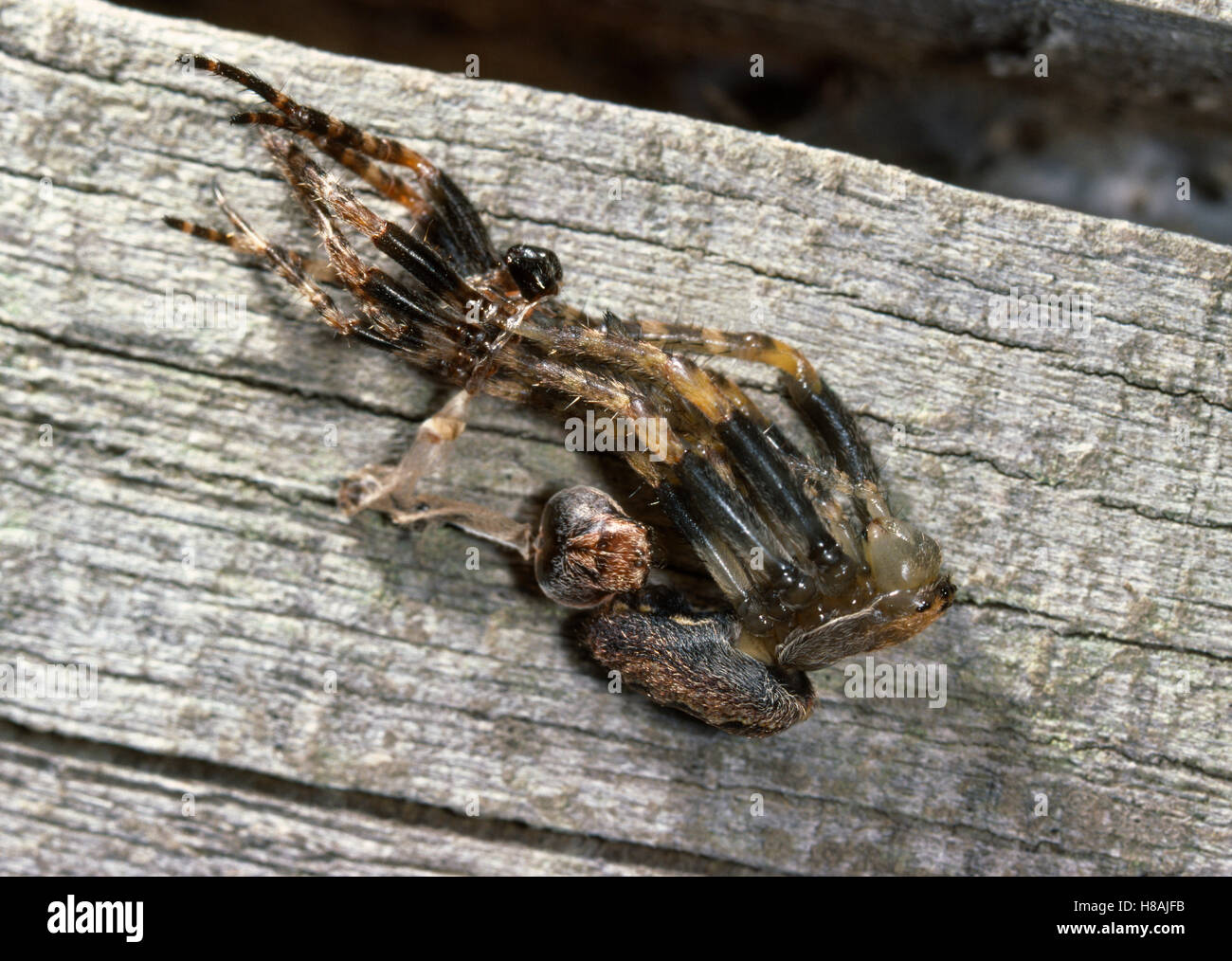 Spider (Araneus umbraticus) molting Stock Photo - Alamy Spider (Araneus umbraticus) molting Stock Photo - Alamy
