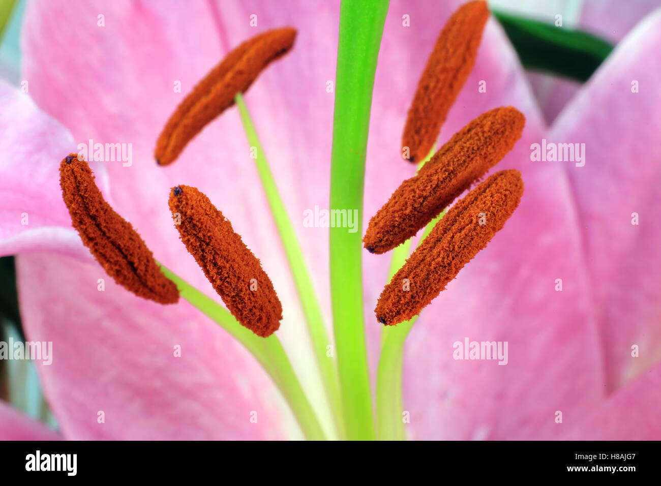 Blumenstrauss bouquet hi-res stock photography and images - Alamy