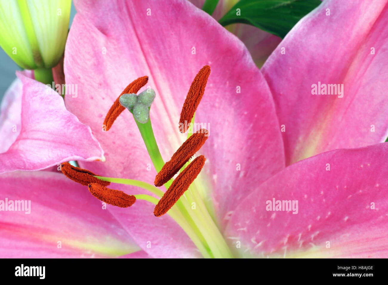 Lilie blatt hi-res stock photography and images - Alamy
