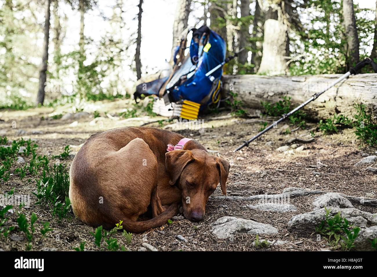 Sleep walking silhouette hi-res stock photography and images - Alamy
