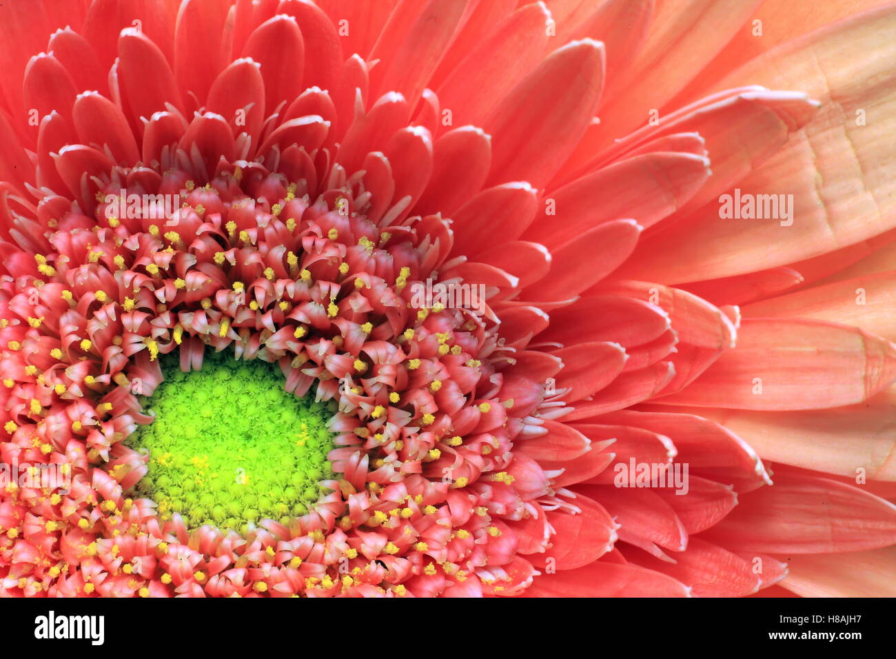 Rosa gerbera hi-res stock photography and images - Alamy