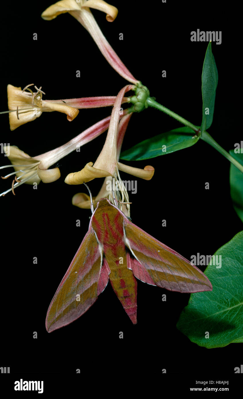 Elephant Hawk Moth (Deilephila elpenor) on Honeysuckle (Lonicera ...