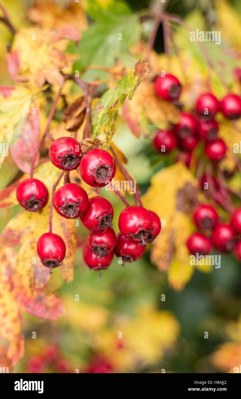 Hawthorn berry hi-res stock photography and images - Alamy