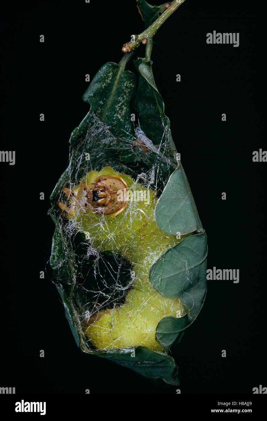 Chinese Oak Silk Moth (Antheraea pernyi) larva spinning cocoon Stock ...