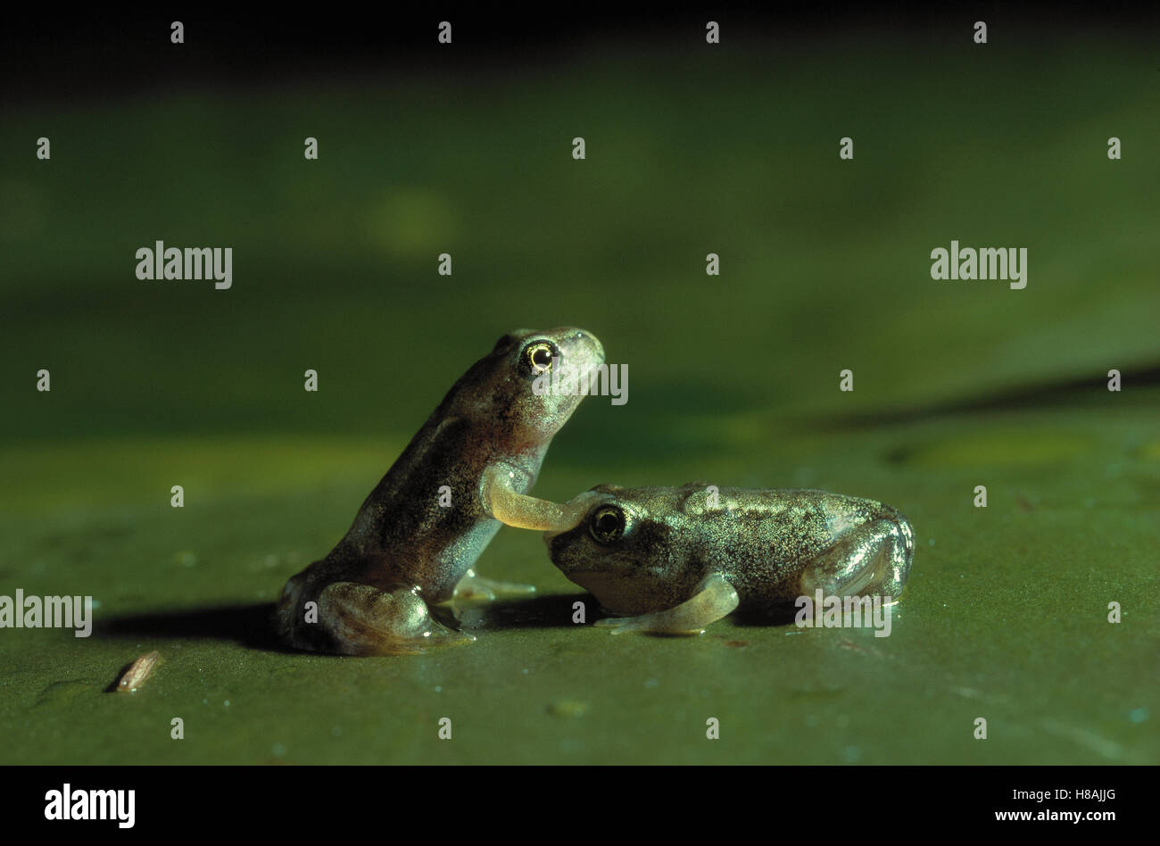 Common Frog (Rana temporaria) froglets on lily pad Stock Photo - Alamy