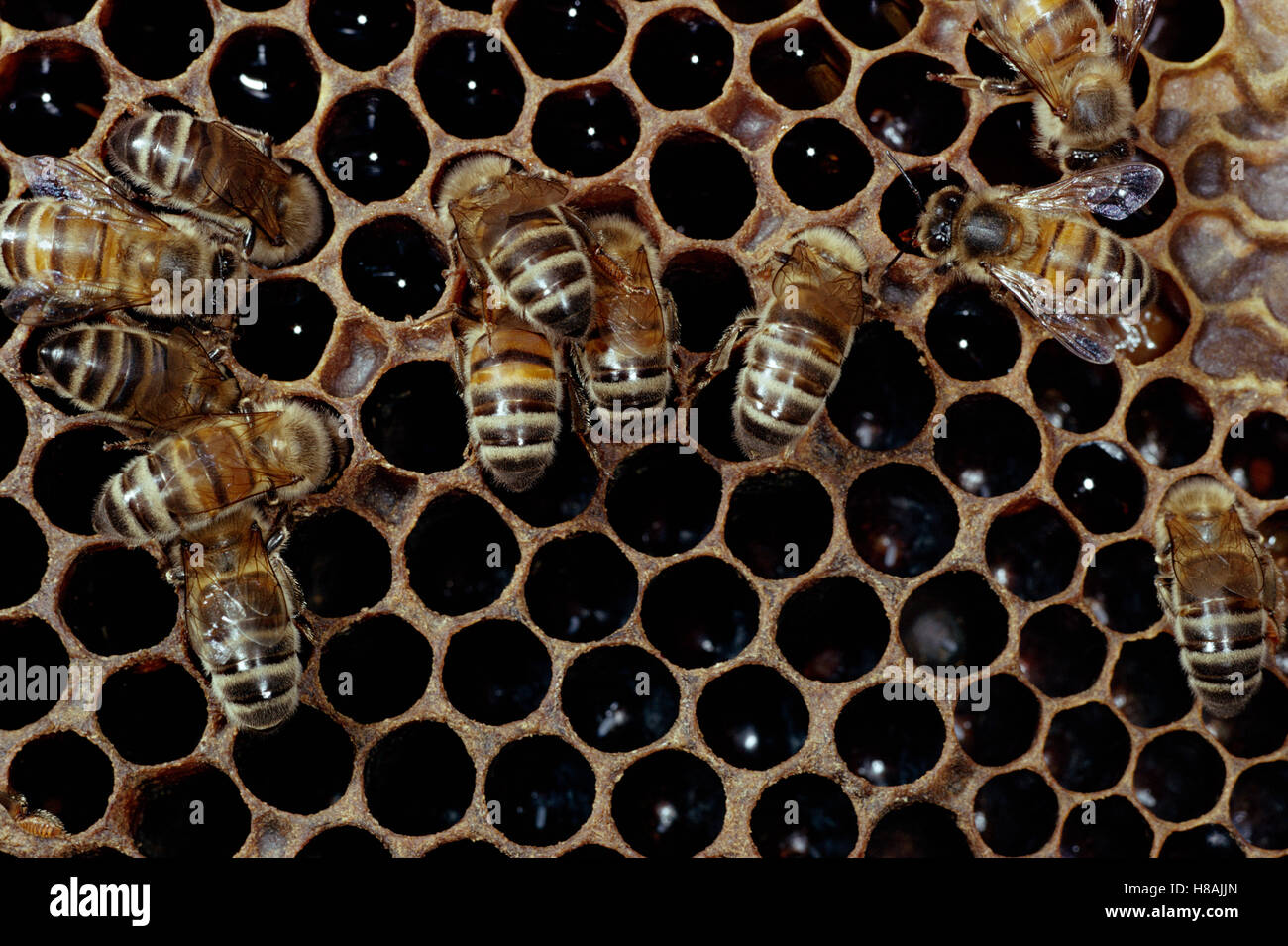 Honey Bee (Apis mellifera) workers on brood comb Stock Photo - Alamy