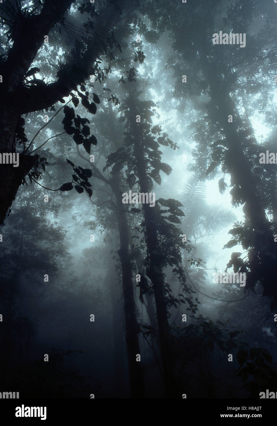 Cloud forest, misty canopy, Venezuela Stock Photo - Alamy