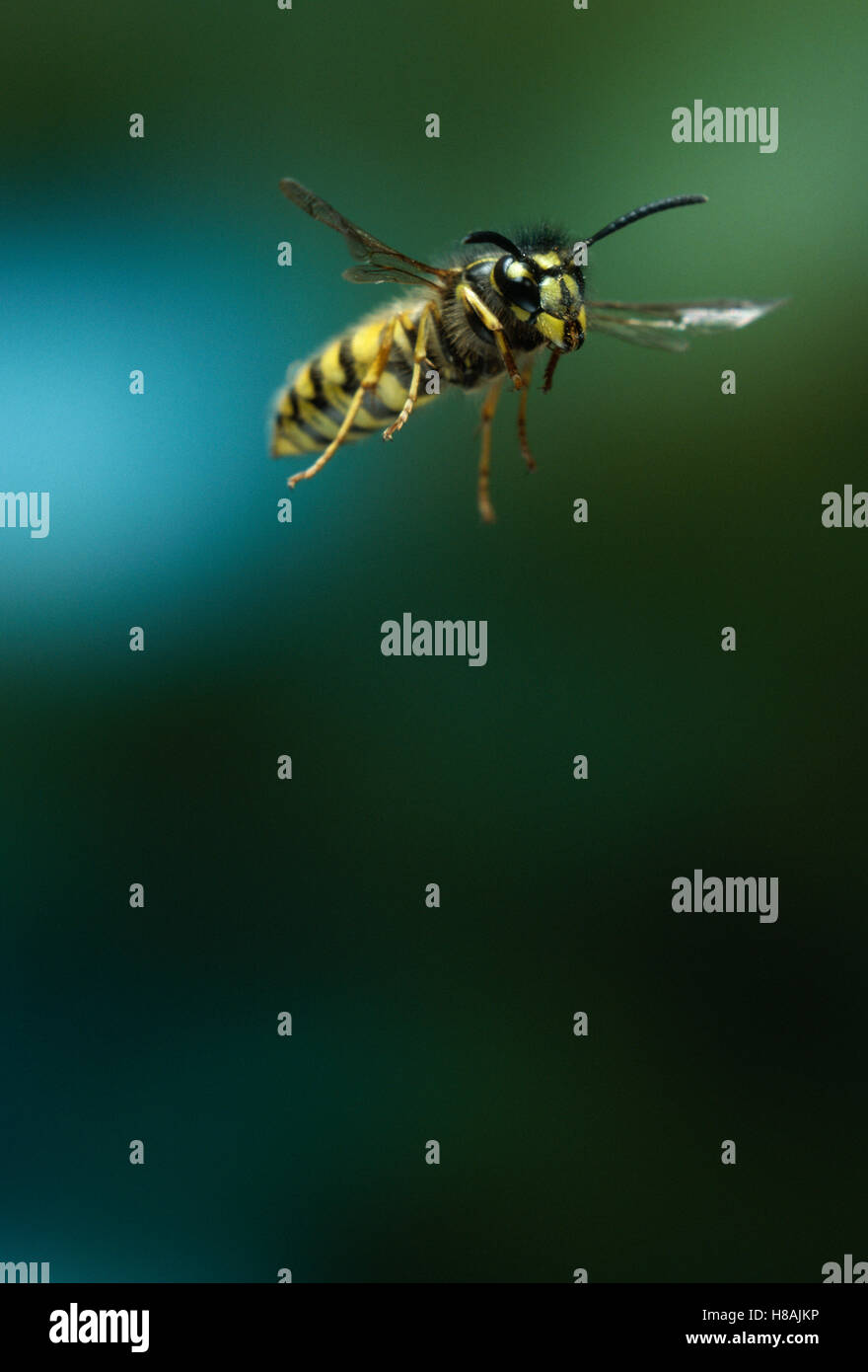 Common Wasp (Vespula vulgaris) flying Stock Photo - Alamy