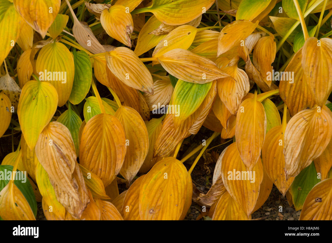 Scotland - Hosta rectifolia in autumn, Dawyck Gardens near Peebles ...
