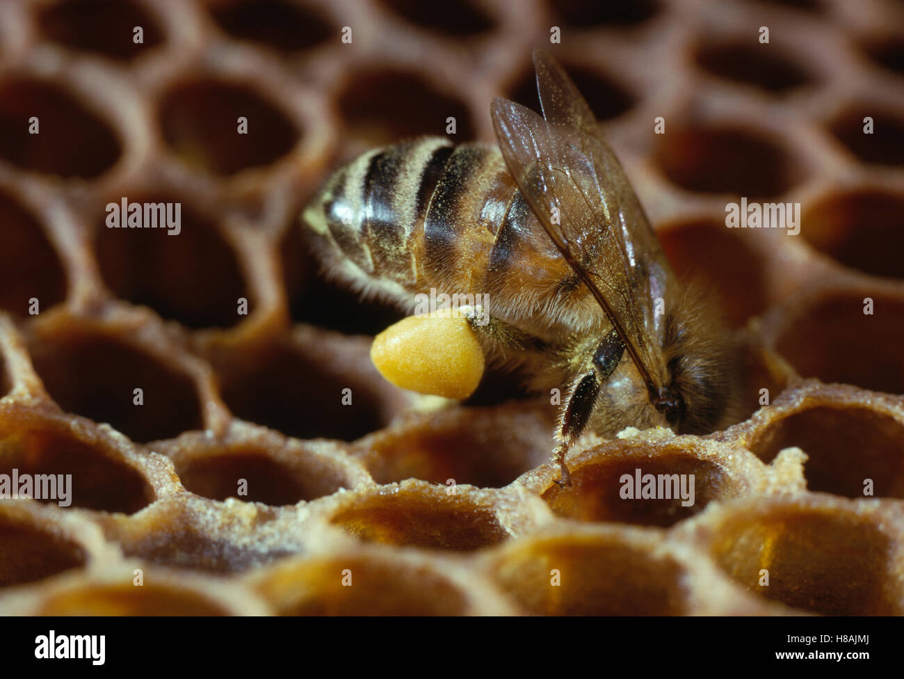 Honey Bee (Apis mellifera) worker filling pollen storage cell in honey ...