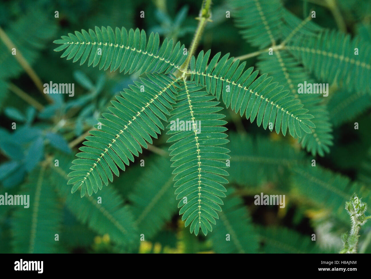 Sensitive Mimosa (Mimosa pudica) open untouched, shows thigmotropism if touched, sequence 1 of 2 ...