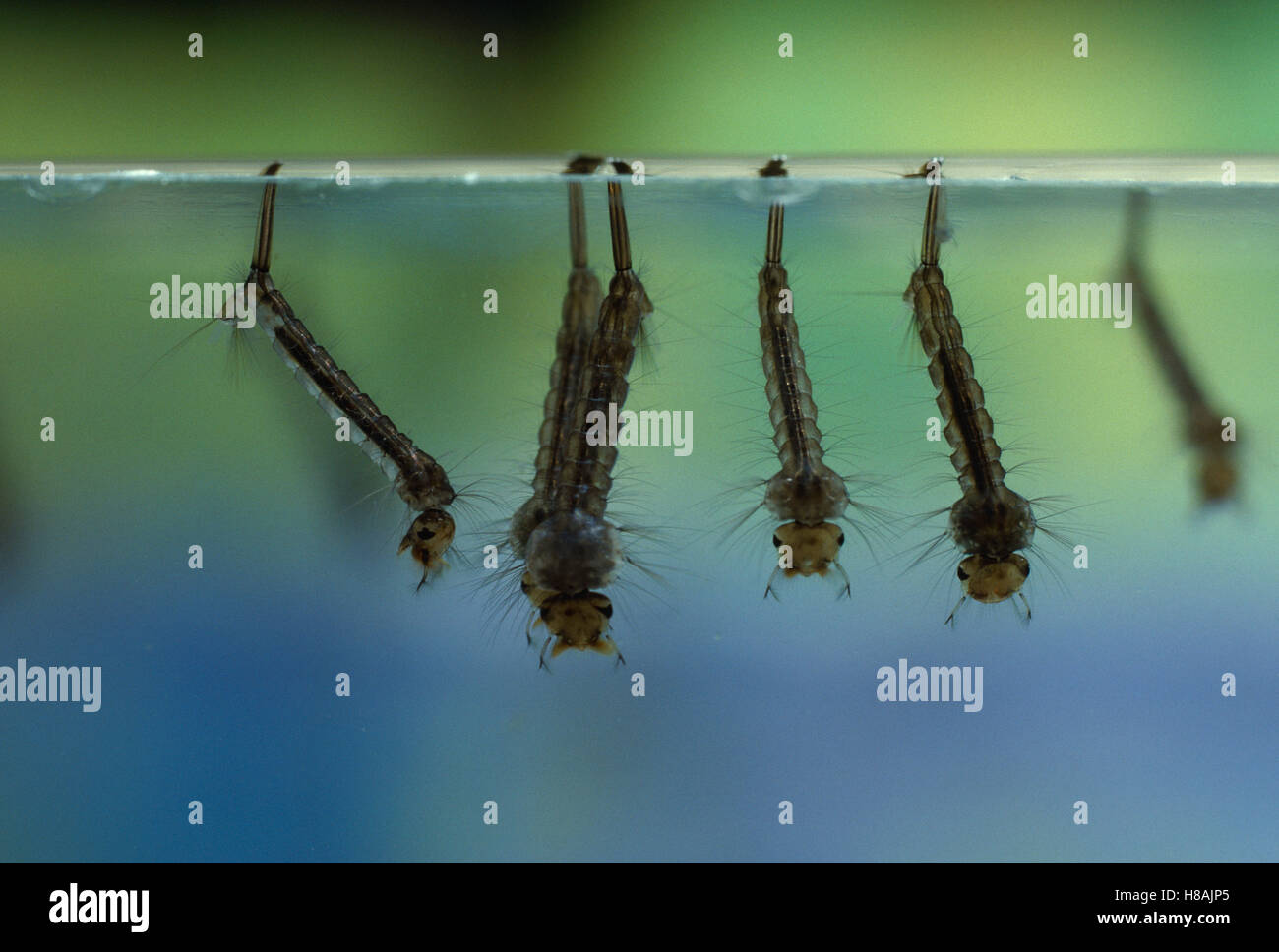 Mosquito (Culex sp) larvae Stock Photo - Alamy