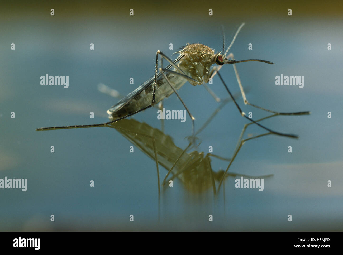 Mosquito (Culex sp) newly emerged from pupa, on water surface Stock ...