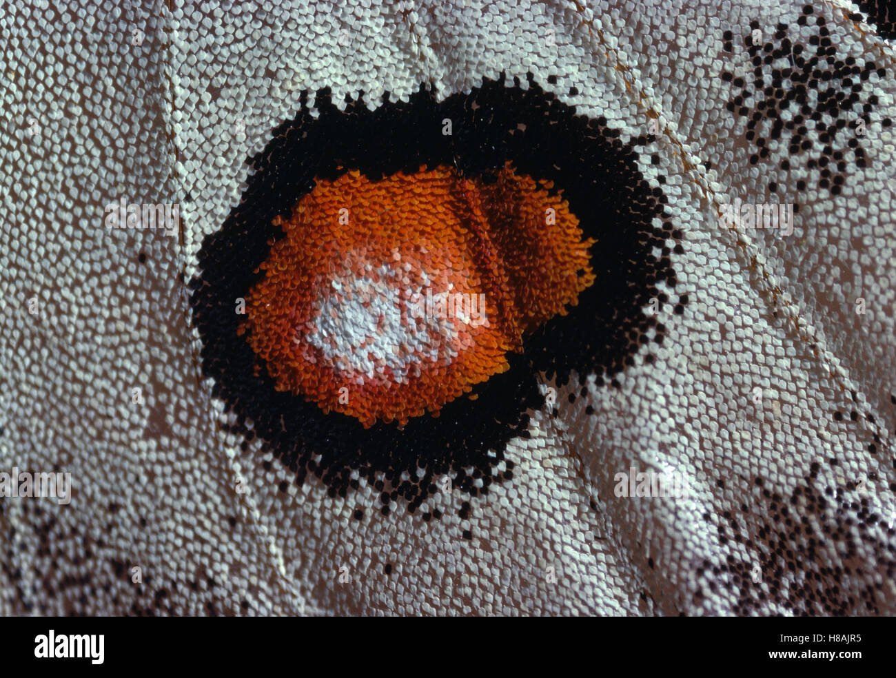 Apollo Butterfly (Parnassius nomion) wing scales Stock Photo - Alamy