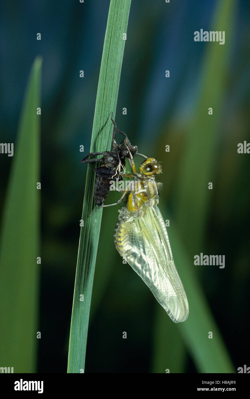Broad-bodied Chaser (Libellula depressa) dragonfly, ecdysis Stock Photo ...