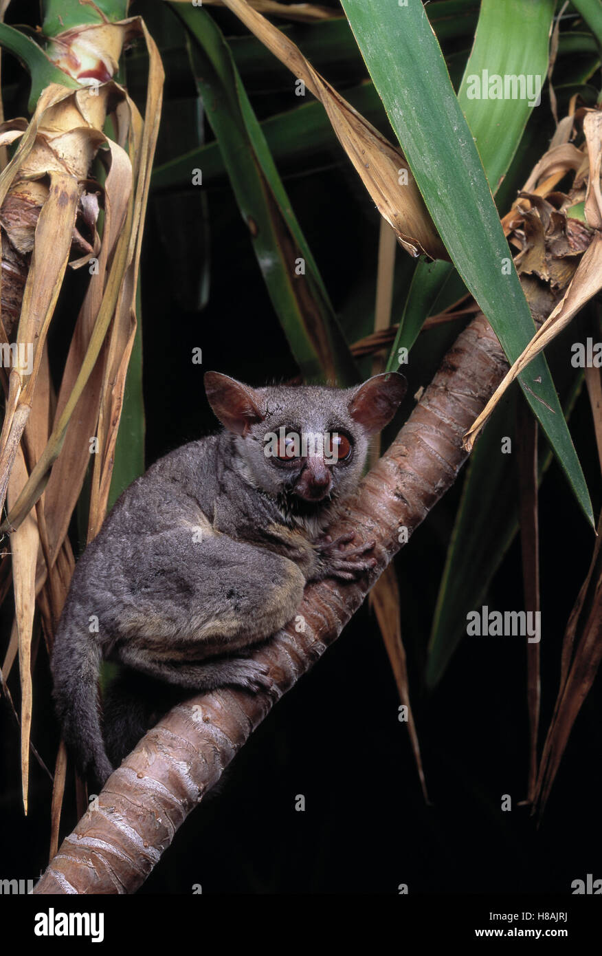 Lesser Bush Baby (Galago senegalensis) in tree at night Stock Photo - Alamy